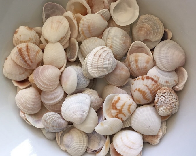 Small Sea Shells, Craft Shells, Beach Decor, Tiny Seashells, 1.0-1.5 Cm ...