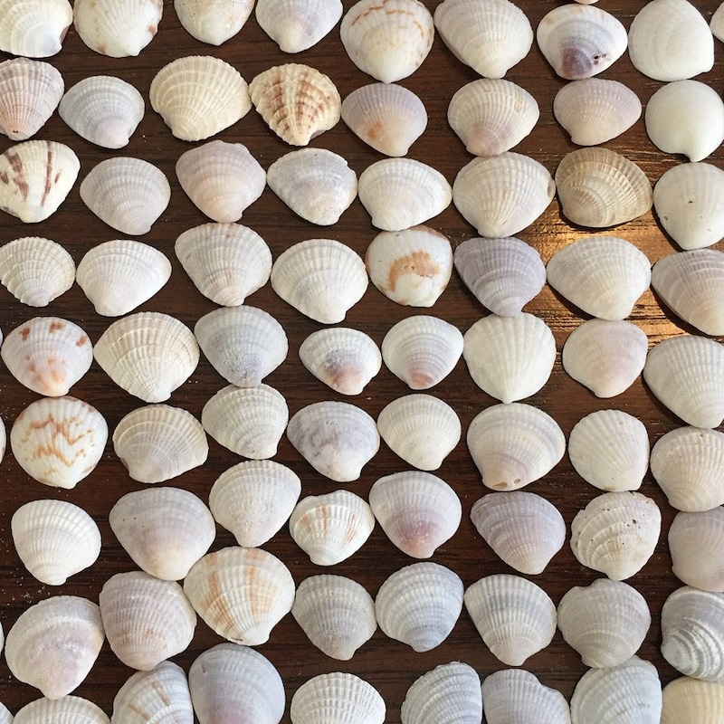Small Sea Shells - Etsy