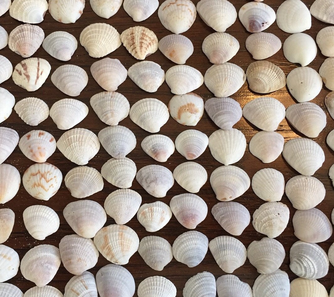 Small Sea Shells, Craft Shells, Beach Decor, Tiny Seashells, 2.5-3 Cm ...