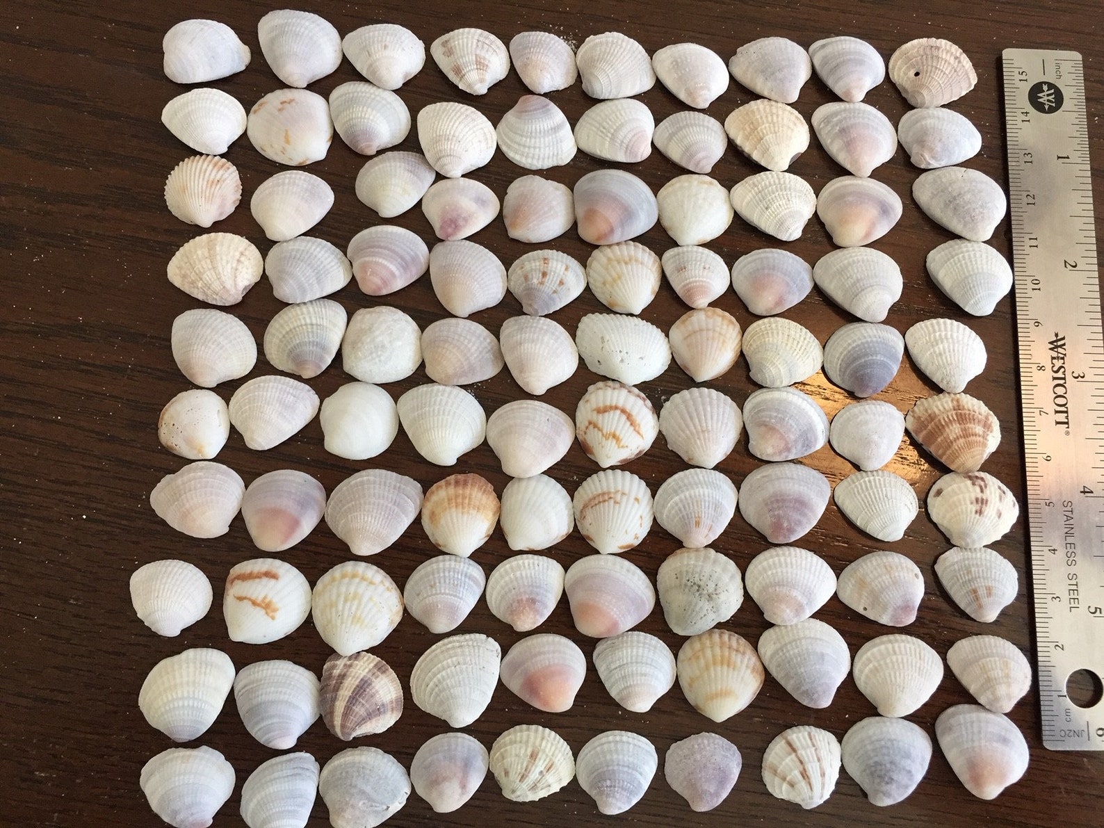 Small Sea Shells, Craft Shells, Beach Decor, Tiny Seashells, 2cm - Etsy