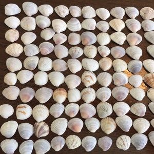 Small Sea Shells, Craft Shells, Beach Decor, Tiny Seashells, 2cm - Etsy