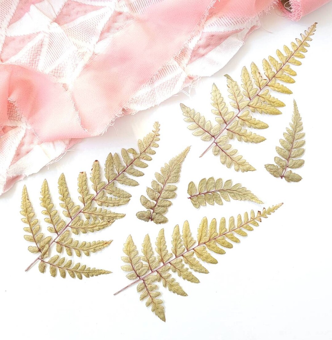 Pressed Ferns Pressed Blooms Pressed Flowers Pressed Flowers Wedding ...