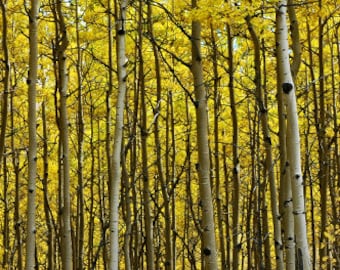 Fall Golden Aspen Trees Rustic Fence Rocky Mountain | Etsy