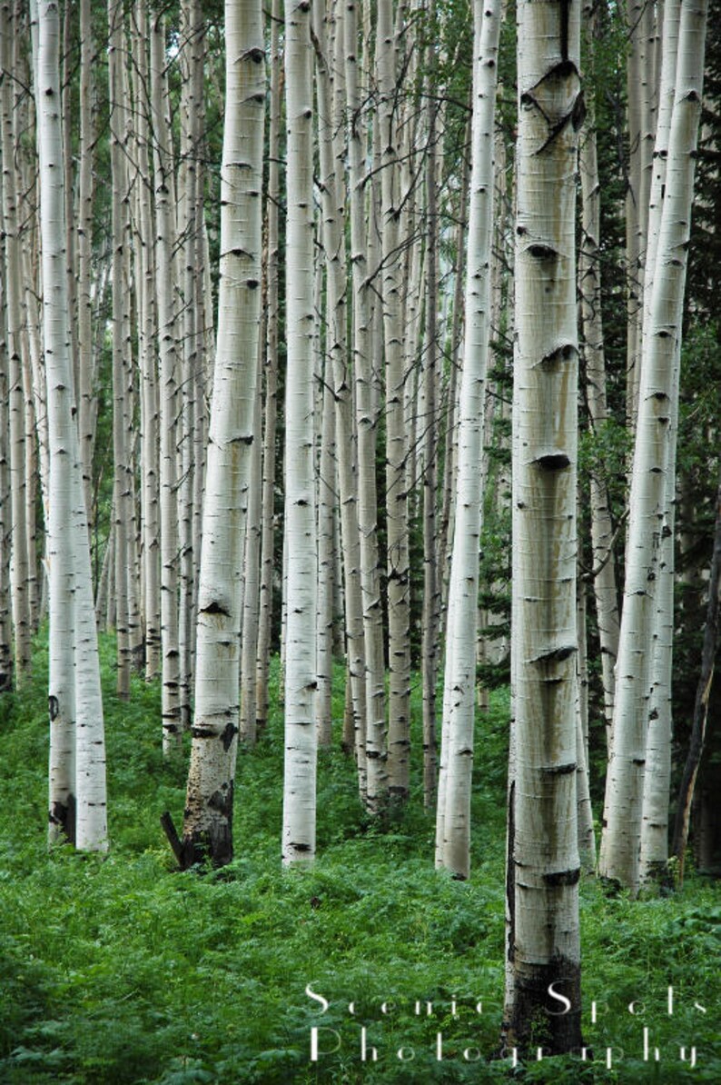 White Aspen Trees, Green Ferns, Rocky Mountain, Crested Butte, Colorado ...