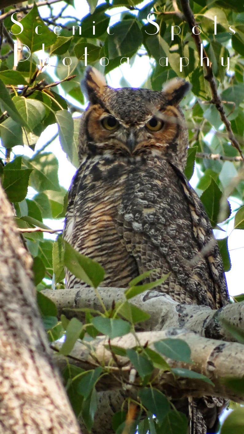 Zen, Great Horned Owl, Raptor, Wildlife Photography, Bird, Tree, Leaves ...