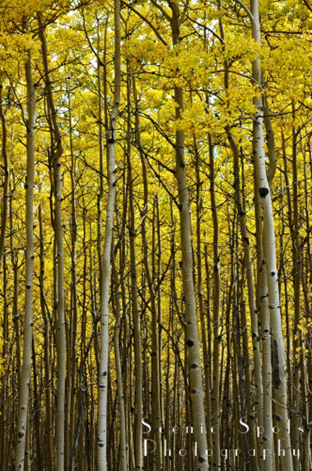 Golden Autumn Aspen Forest, Rocky Mountains, Colorado - Fine Art ...