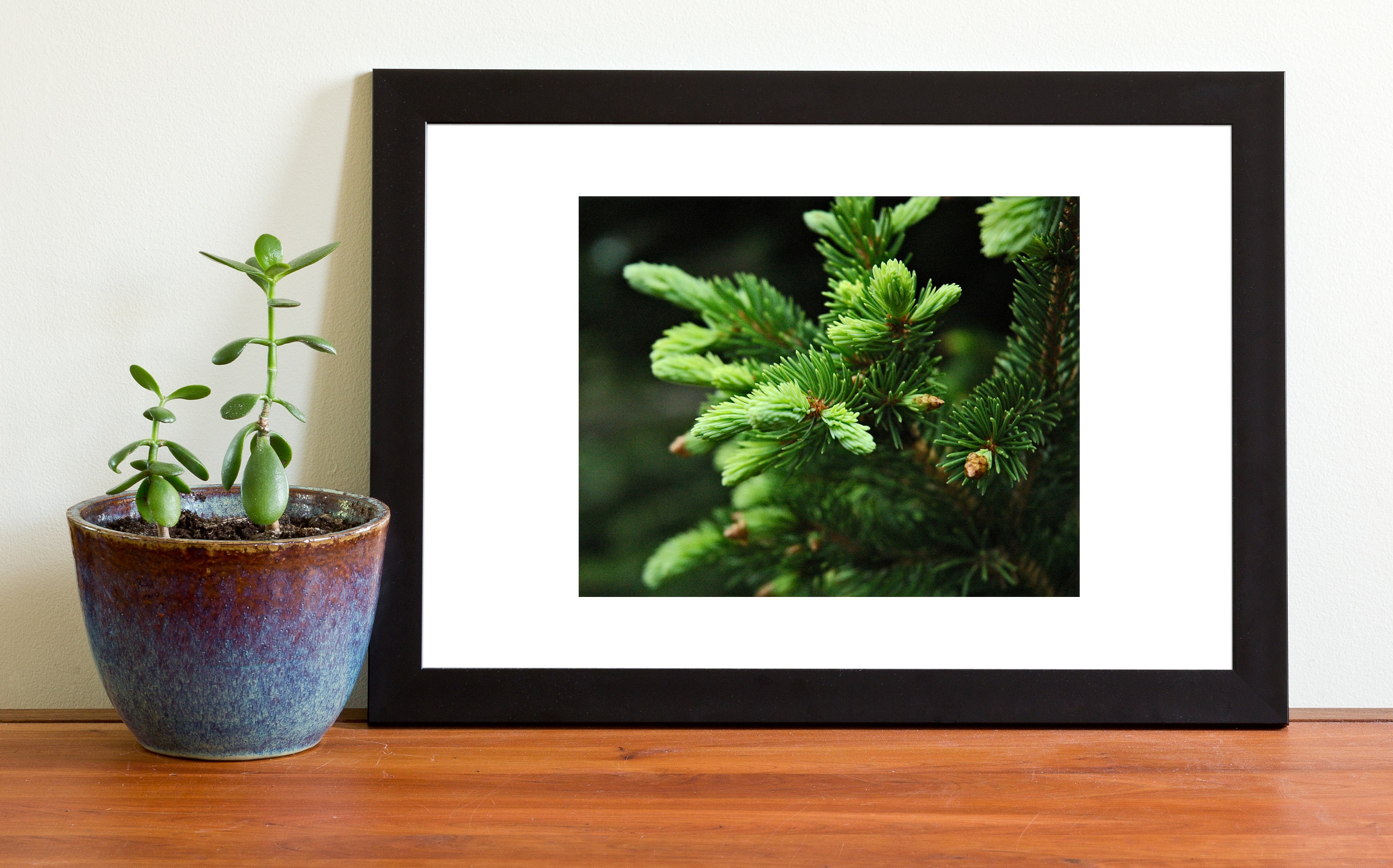 Pine Tree Photography, Colorado Photography Prints, Evergreen ...