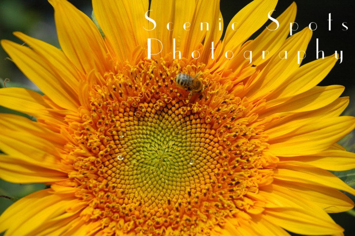 Bee, Dew Drops on Yellow Sunflower, Macro - Fine Art Photograph - Etsy