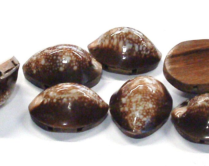 Snakehead Cowrie Shells Mounted on 2 Hole Drilled Wood - Etsy