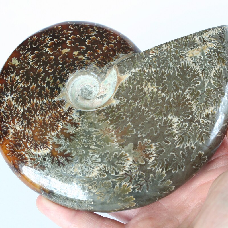 Large Nautilus Fossil - Etsy