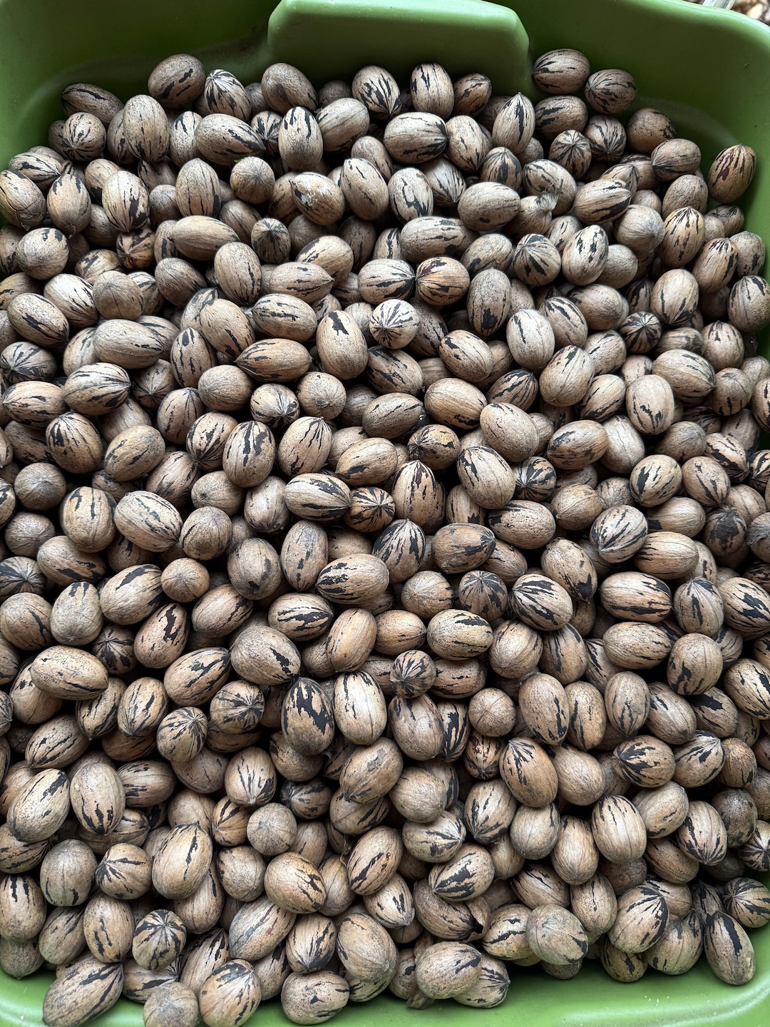Pecan Nuts N Shells - Etsy