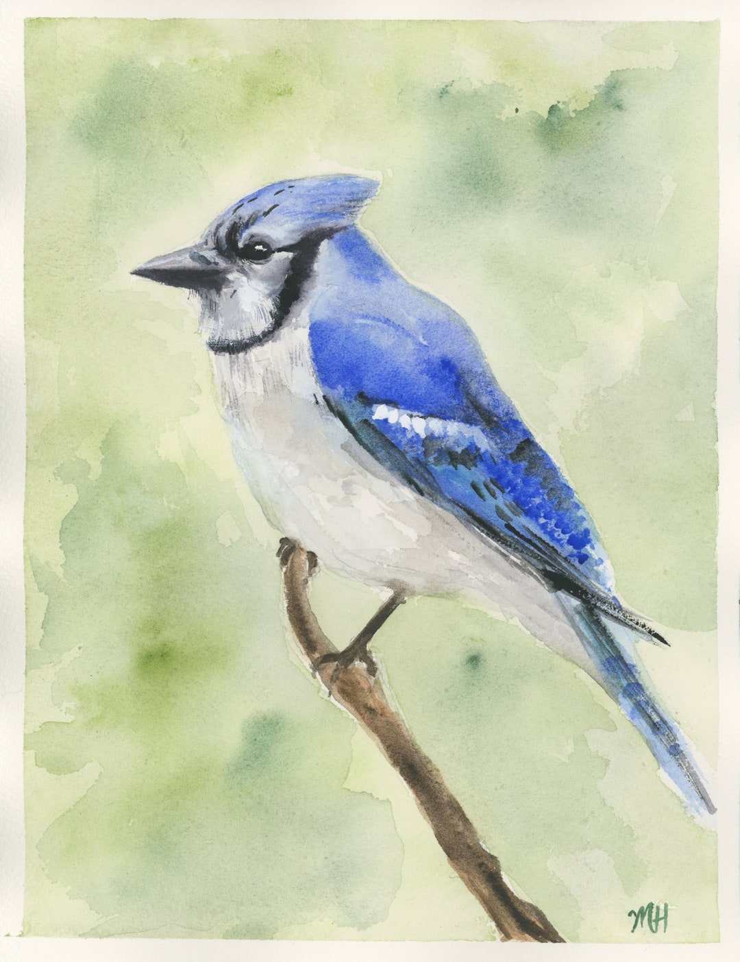 Blue Jay Watercolor, Blue Bird, Original Watercolor Painting 8"x10 ...