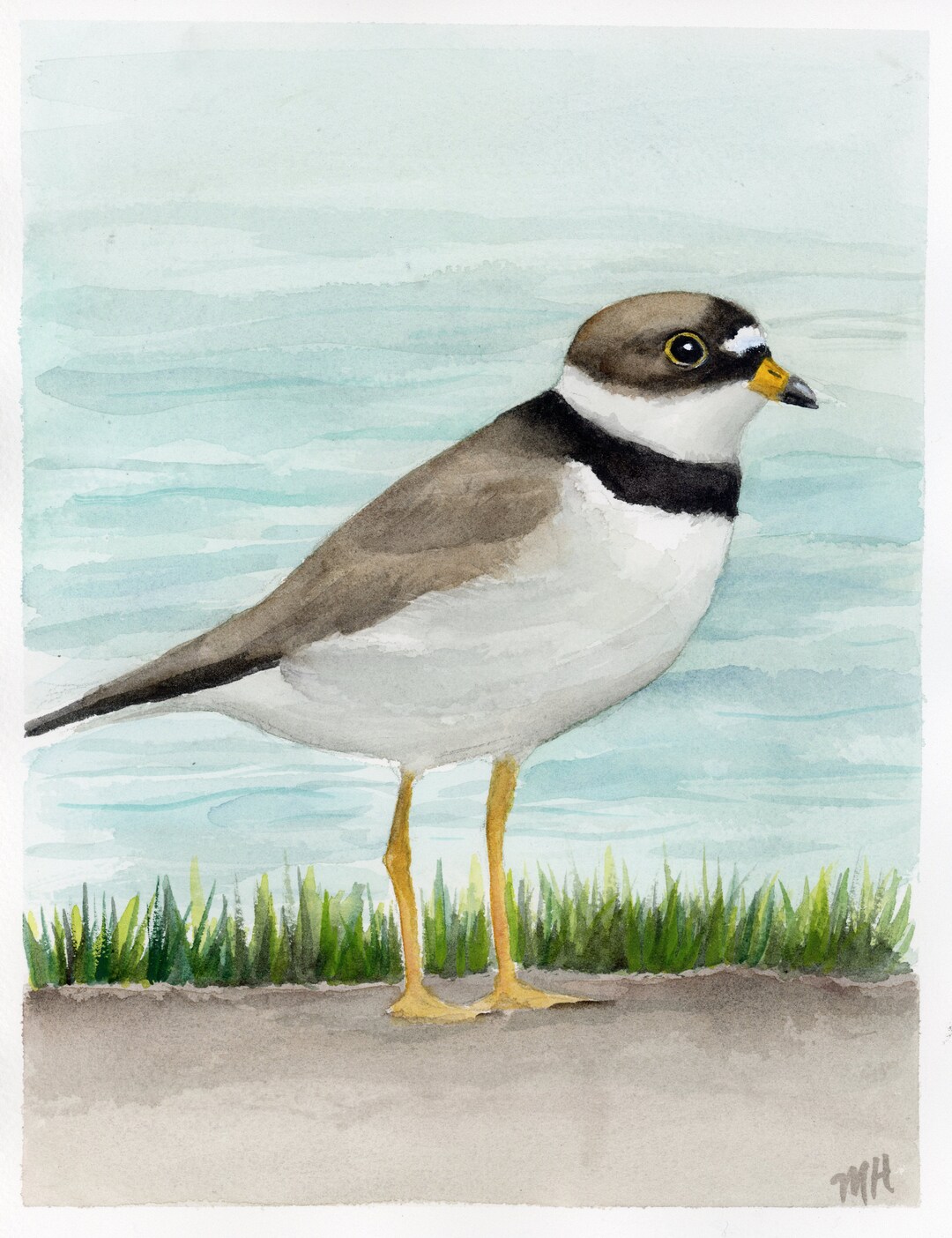 Semipalmated Plover Watercolor Painting, Shorebird Art (8x10) - Etsy