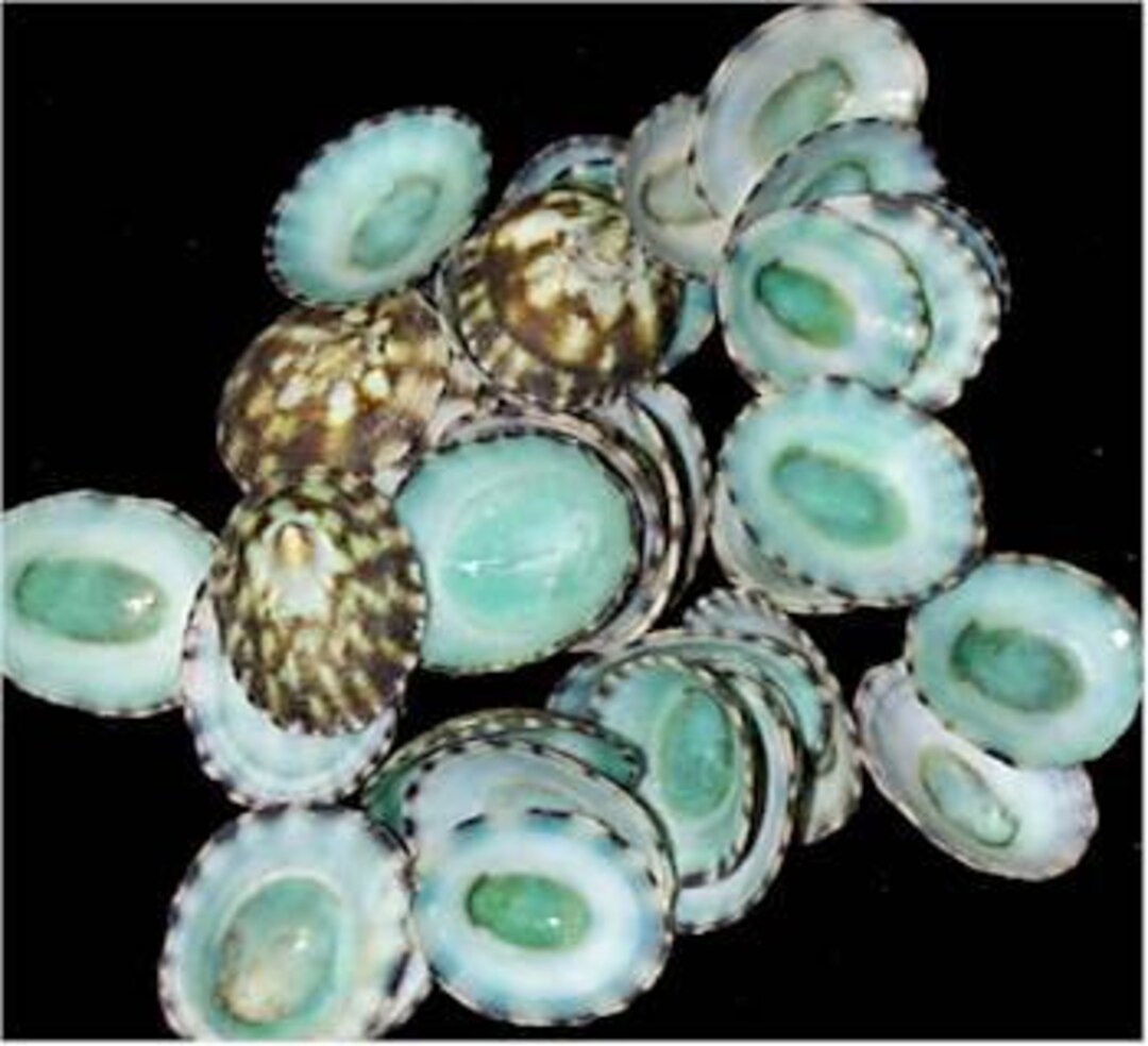 Limpet Seashells-0.5-1"-beach Wedding Decor-crafting Seashells-blue ...