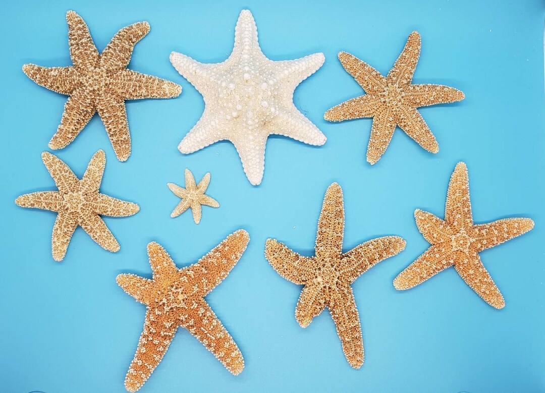 RARE 6 Legged Starfish Collection With RARE Short Legged Regenerated ...