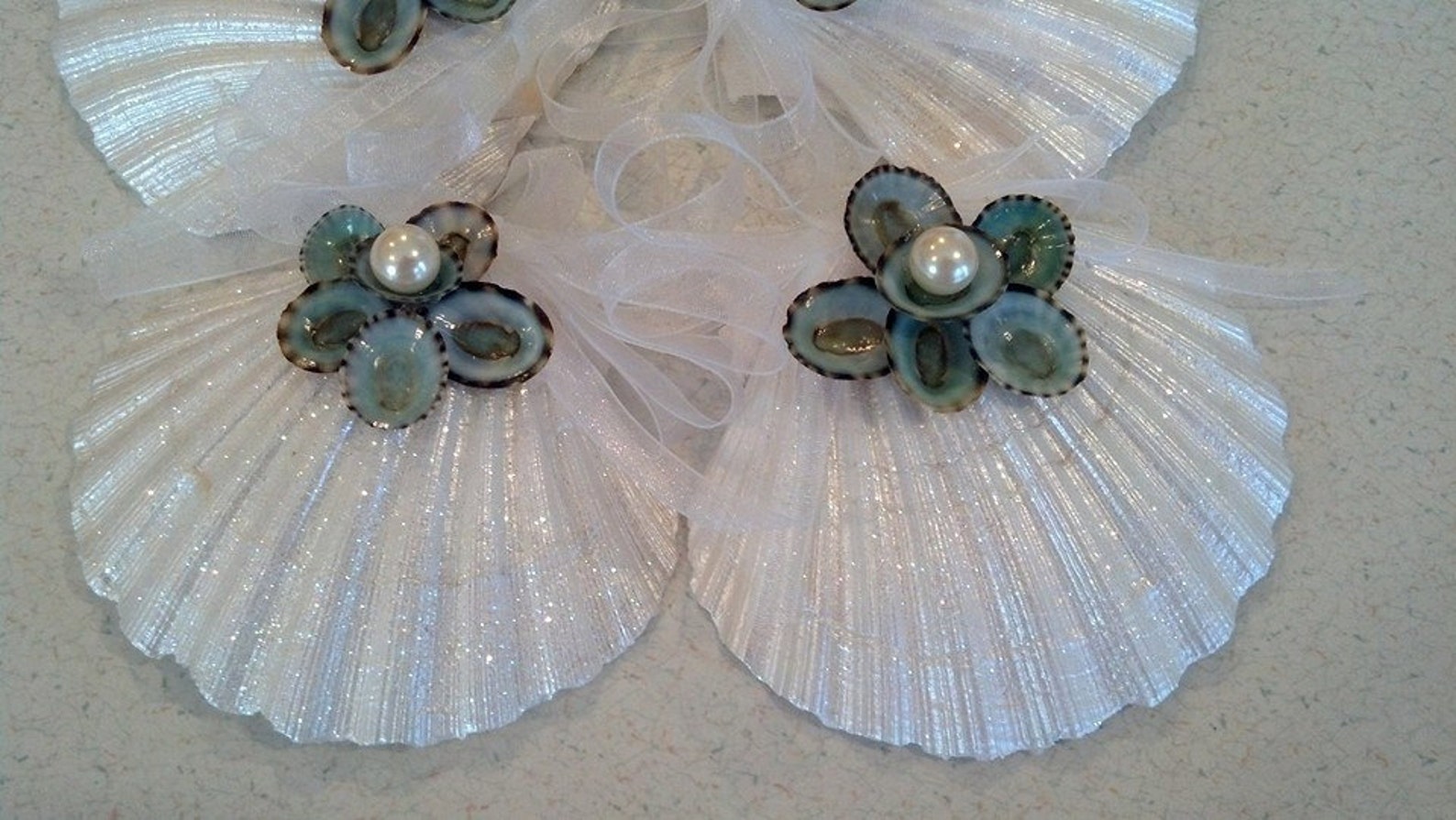 Limpet Seashells-0.5-1beach Wedding Decor-crafting - Etsy Canada