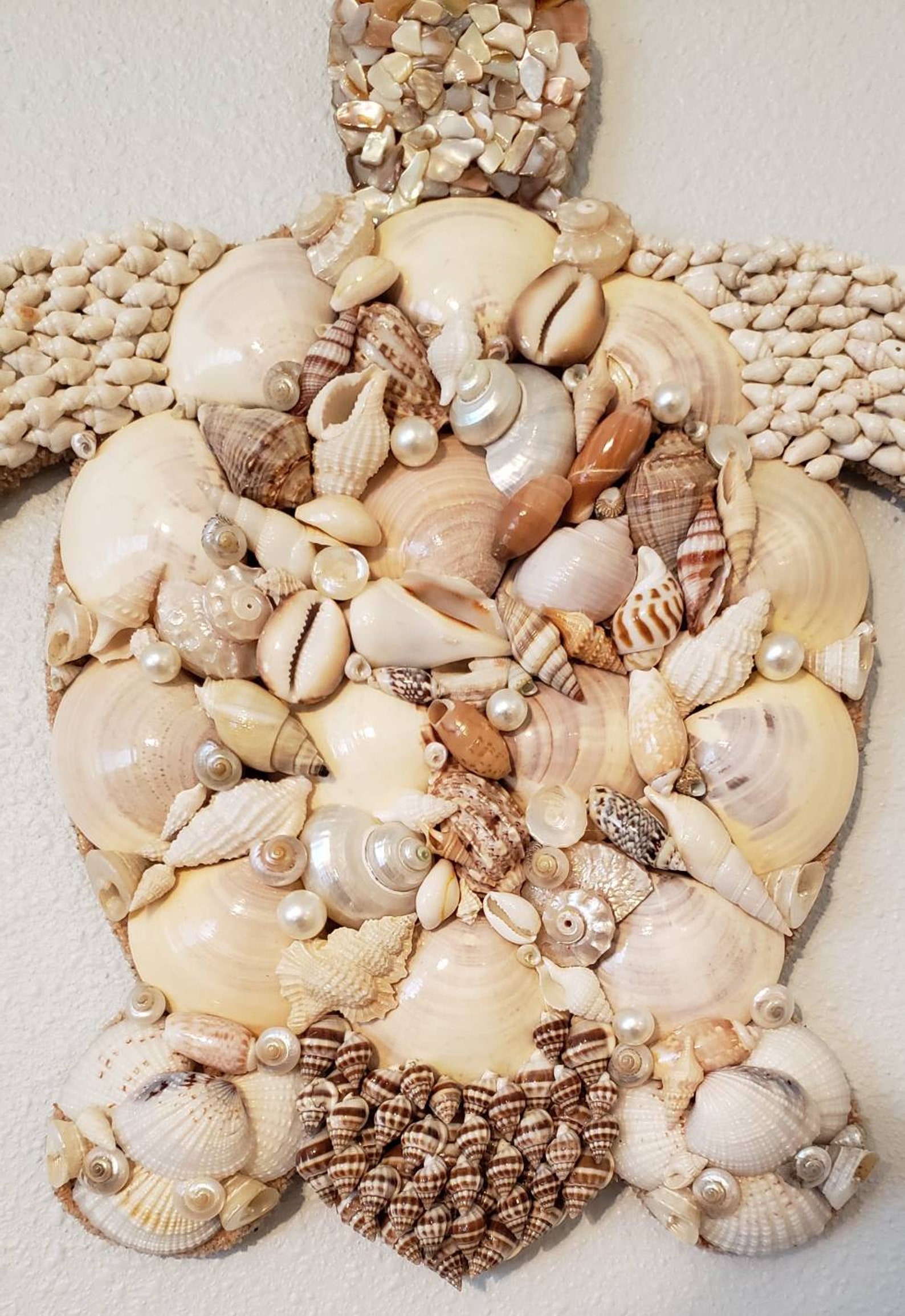 Seashell Turtle Shell Turtle Seashell Wall Decor Beach - Etsy