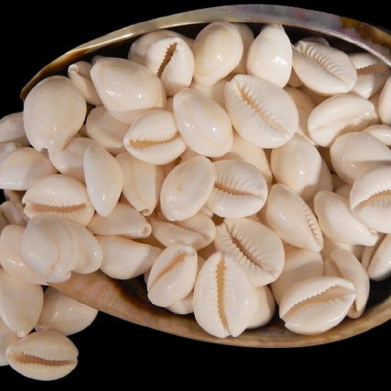 Cowrie Shells - Etsy