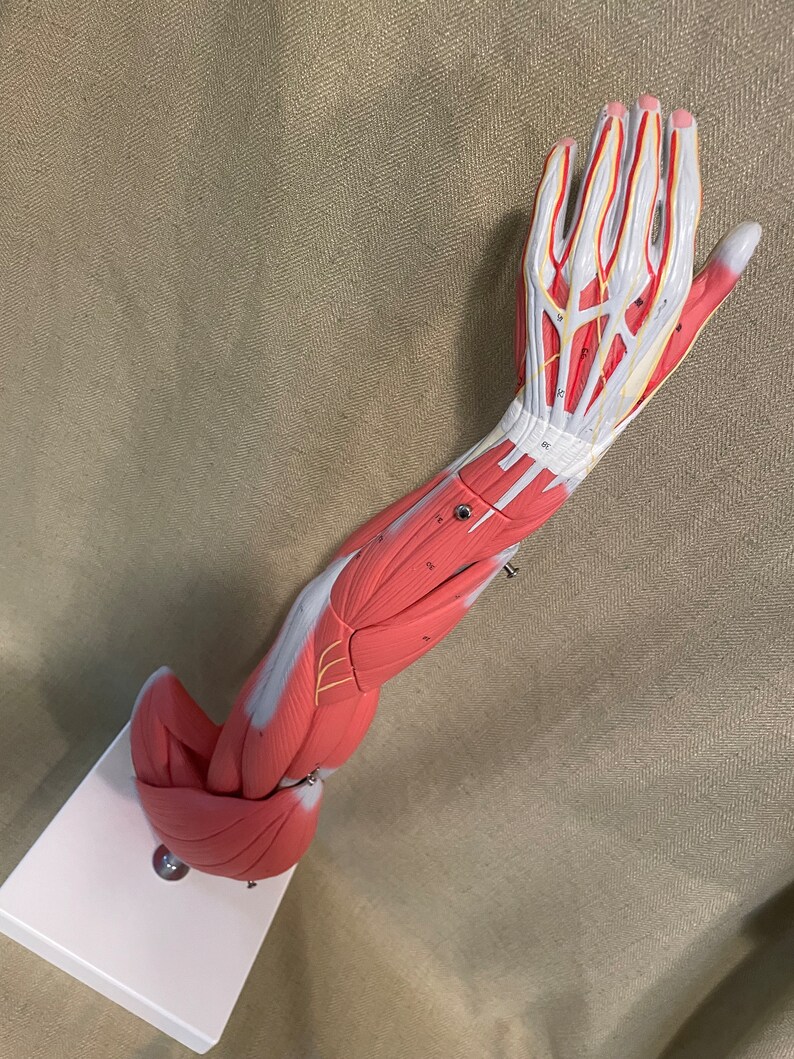 Anatomical Arm Model Showing Musculature, Complete With Stand - Etsy