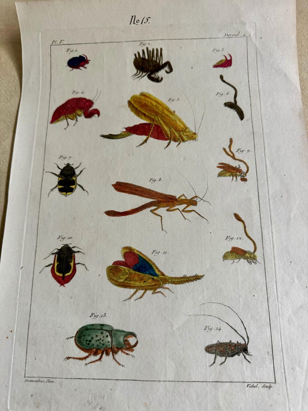 Stunning 18th Century Insect Engraving - Etsy