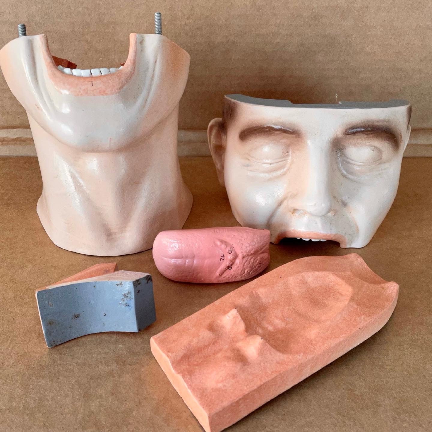 Rare Vintage German Anatomical Tongue and Throat Model….say Ahhh - Etsy