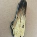 Early 19th Century Surgical Blood Letting Fleam, Horn Handle - Etsy