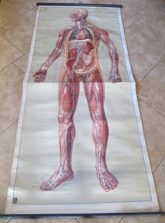 Antique German Anatomy Pull Down Chart Life Size | Etsy