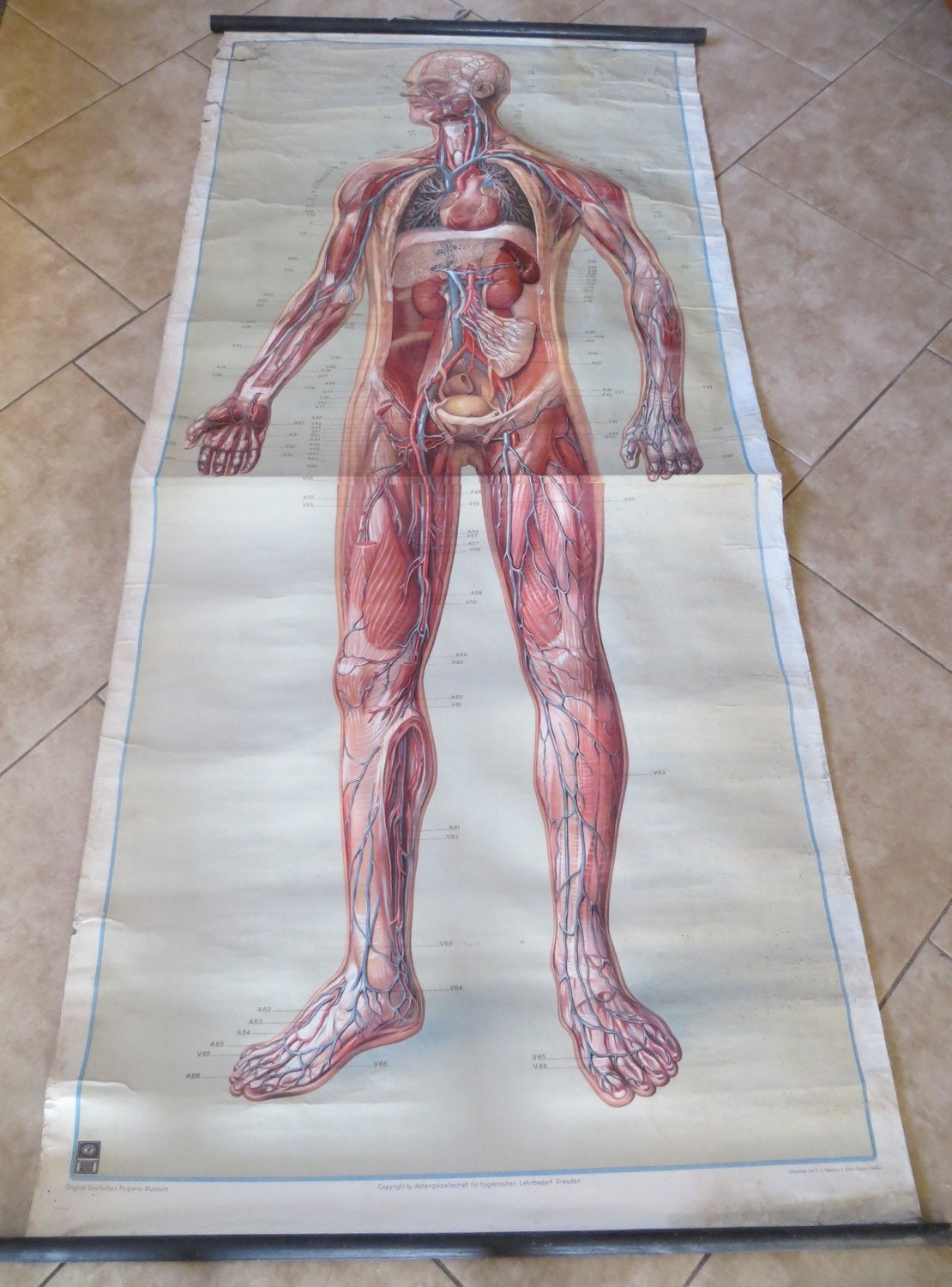 Antique German Anatomy Pull Down Chart, Life Size - Etsy