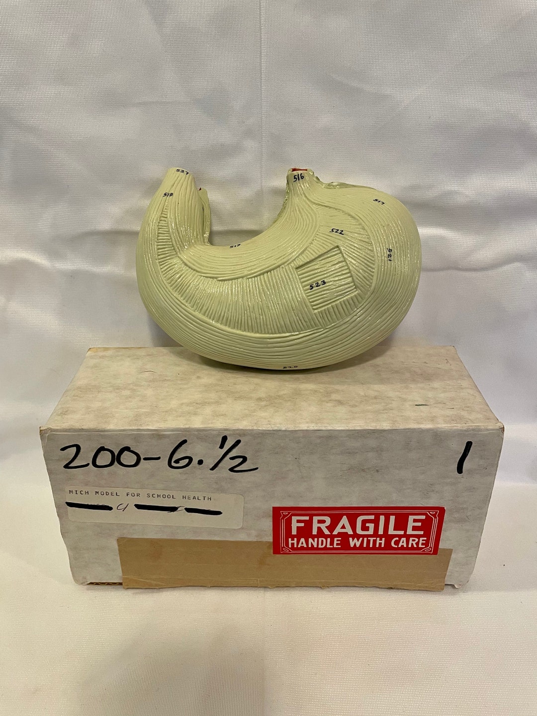 Empty Stomach. Vintage Medical Model With Box - Etsy