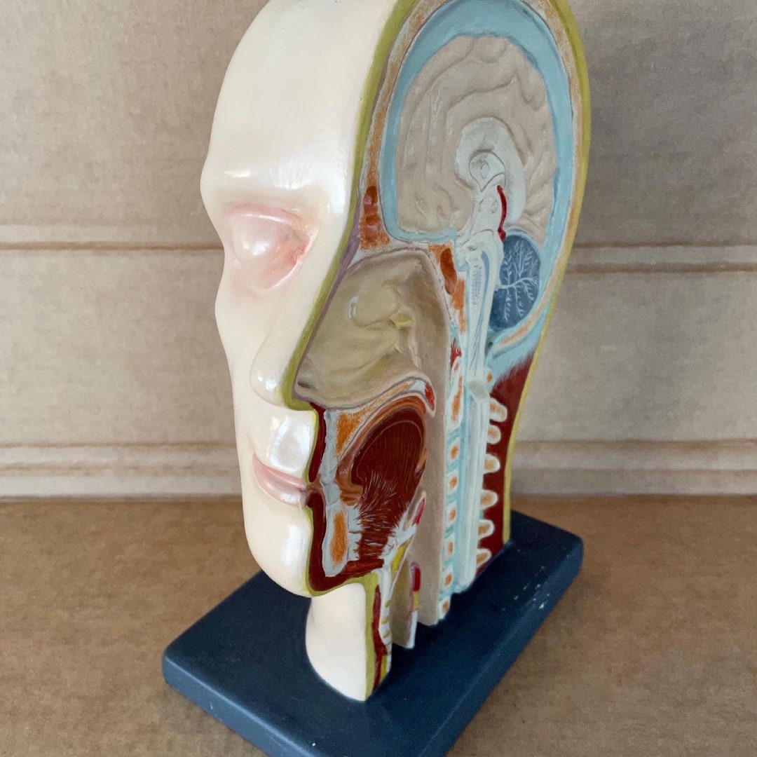 Antique German Dissected Human Head Plaster Anatomical Model, Hand ...
