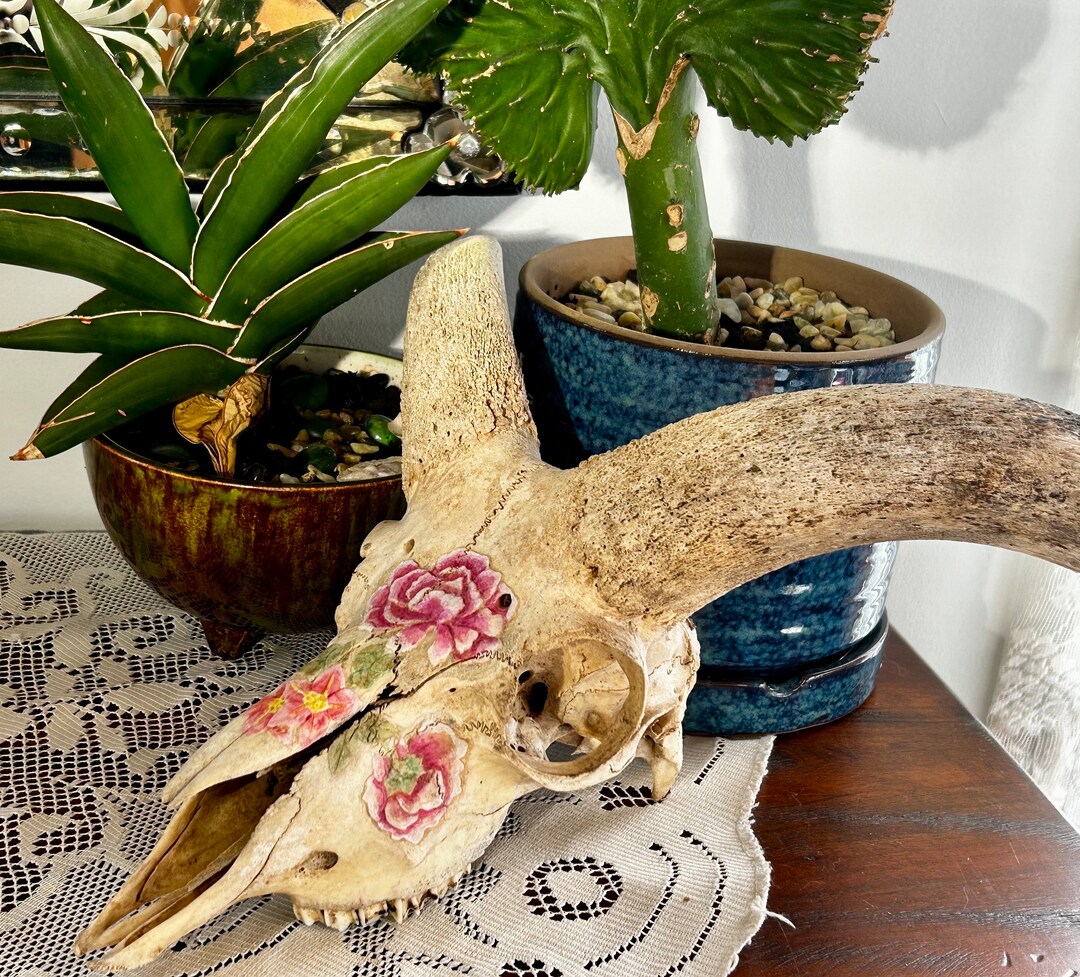Hawaiian Ram Skull With Pink Peonies , Oddities and Curiosities, Gift ...