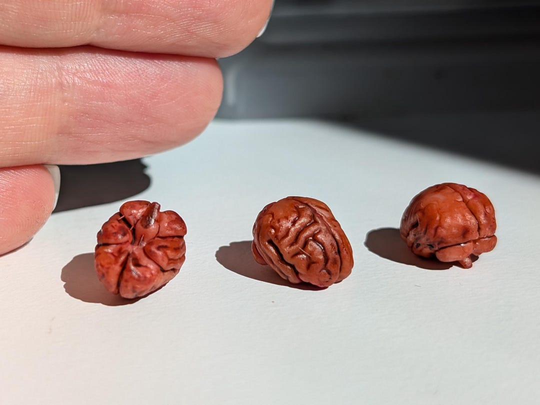 Miniature Brain Set (3pcs). Artisan Doll House for Zombie. Creepy 1/12 ...