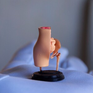 Anatomical Model Showing a Nine Month Fetus in the Womb, Pregnant ...