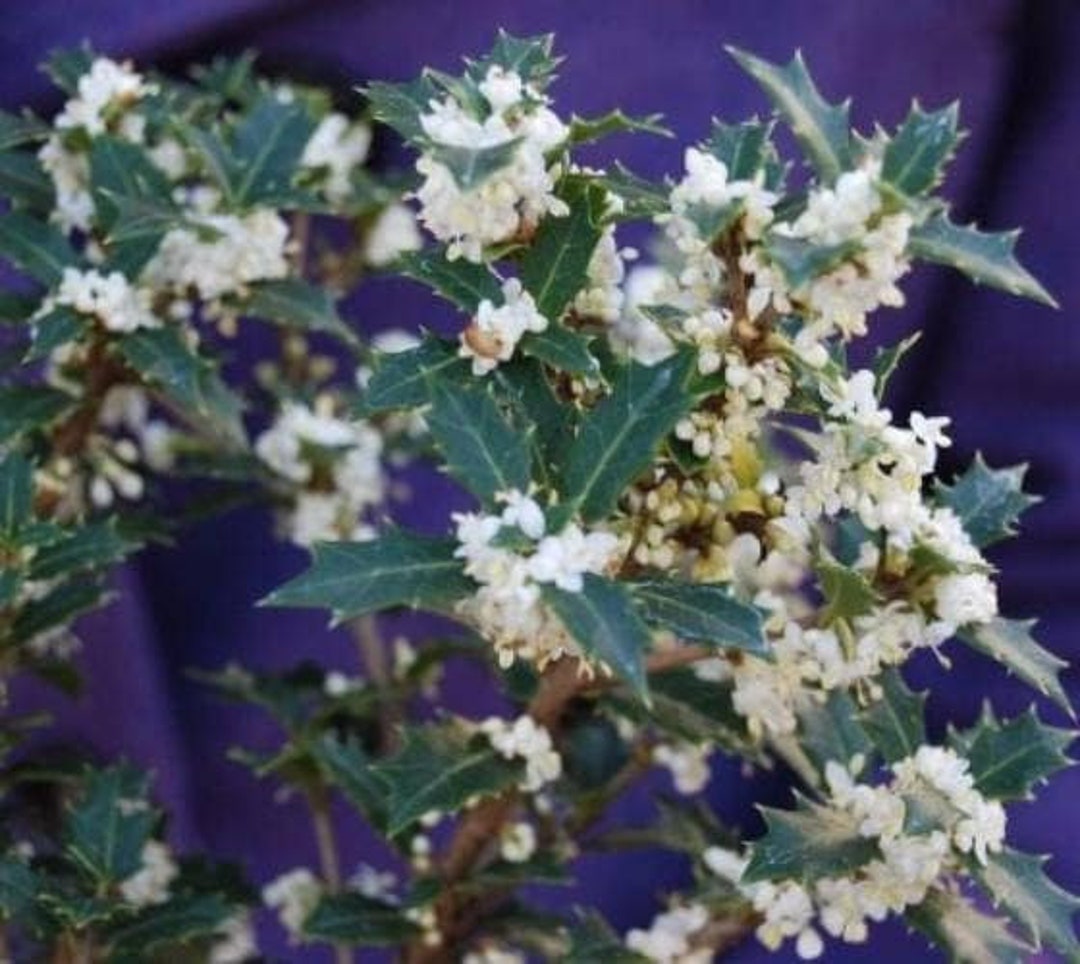 Fragrant Princess Dwarf Tea Olive 'kaori Hime' Osmanthus Live Plant 1 ...
