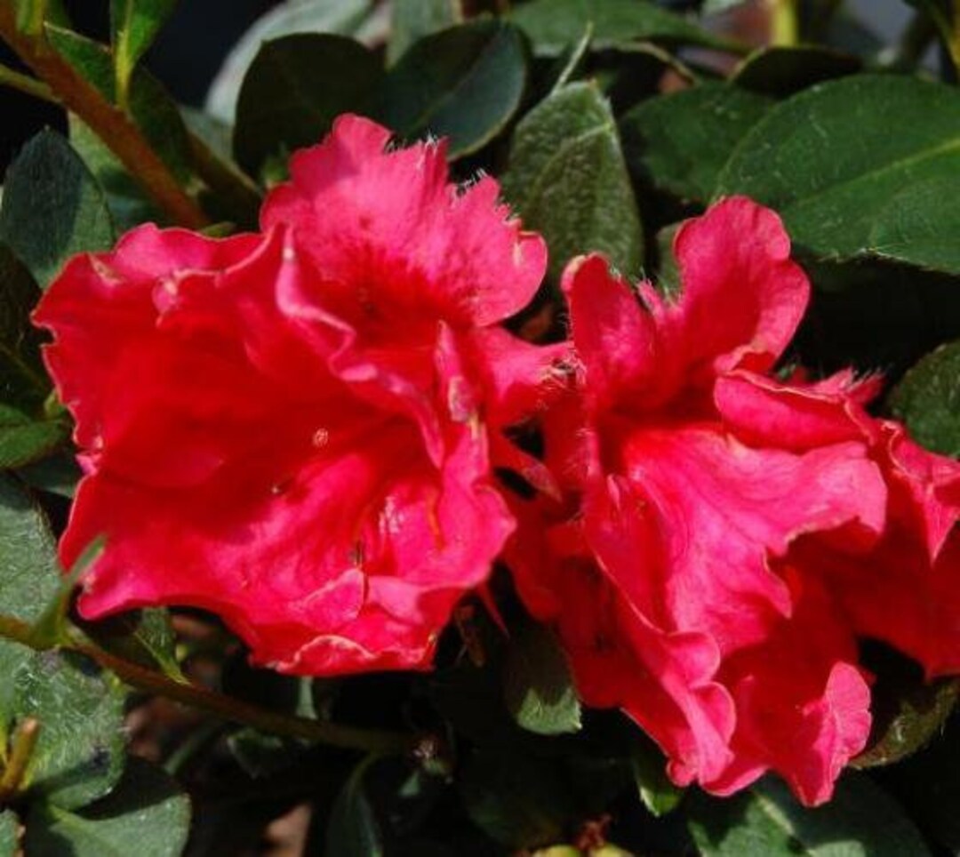 Red Ruffle Azalea ( Rutheford Hybrid ) - Live Plant - Full Gallon Pot ...