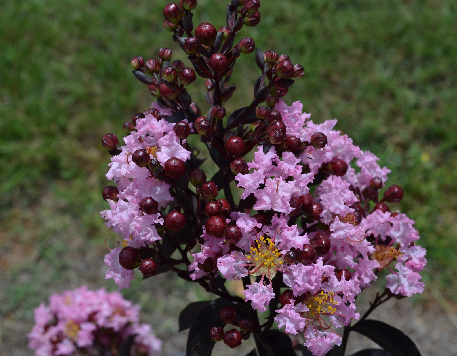 Indulgence® Strawberry Gelato Crape Myrtle Trade Gallon Pot - Etsy