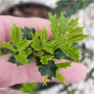 Fragrant Princess Dwarf Tea Olive 'kaori Hime' Osmanthus Live Plant 1 ...