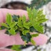 Fragrant Princess Dwarf Tea Olive 'kaori Hime' Osmanthus Live Plant 1 ...