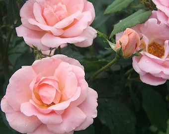 RARE no Plant Red Blood ROSE Flower Tree Bush 3, 10 ,20 or 30 Seeds ...