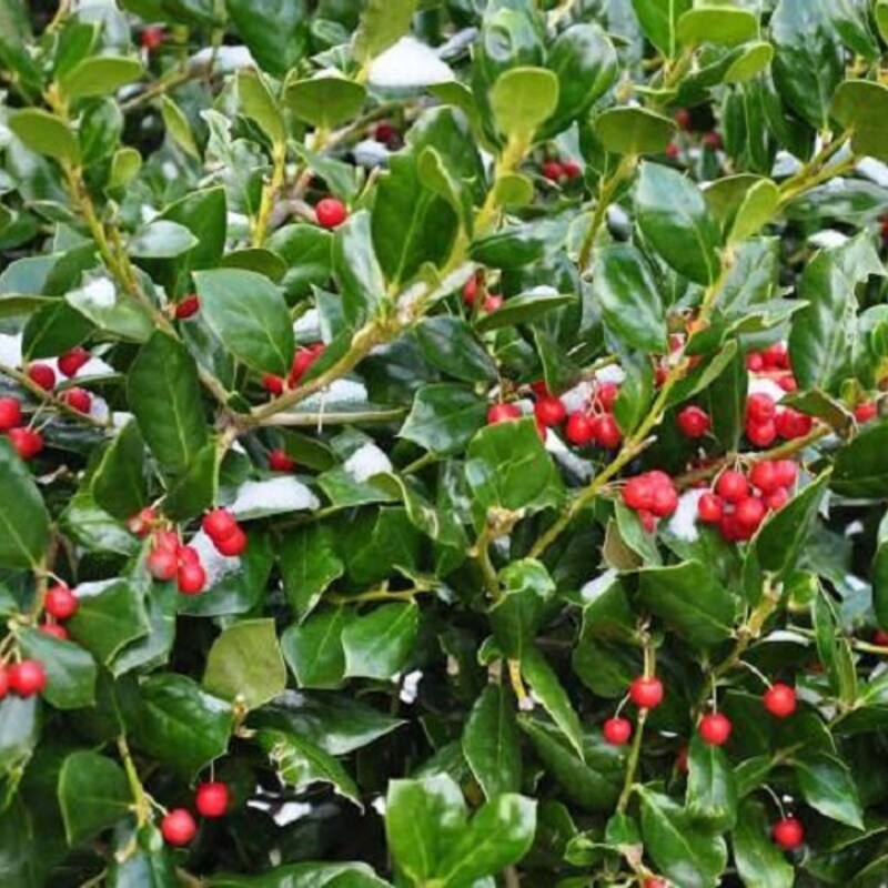 Dwarf Holly Plant - Etsy