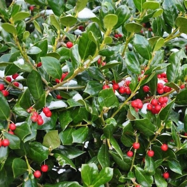 Dwarf Holly Plants - Etsy