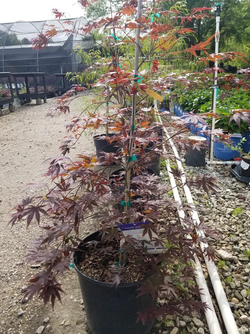 Outdoor & Gardening Dragon Tears Weeping Japanese Maple Live Plant 3 ...