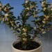 Fragrant Princess Dwarf Tea Olive 'kaori Hime' Osmanthus Live Plant 1 ...