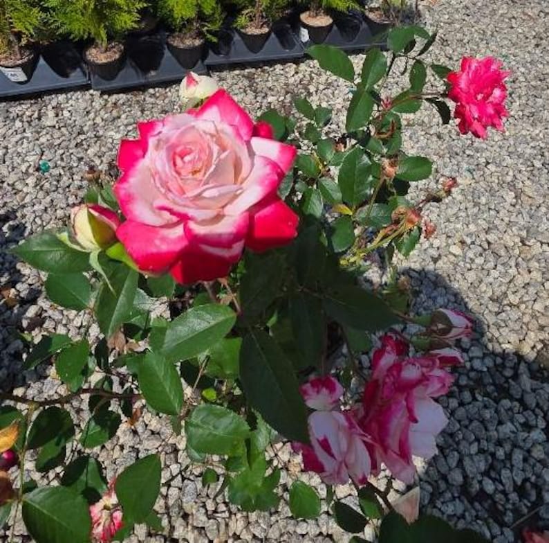 Candy Cane Cocktail™ Shrub Rose - Live Plant - ( 1 QT ) - Etsy