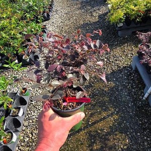 Daruma Dwarf Loropetalum ( Chinese Fringe ) - Live Plant - ( 1 QT ) - Etsy