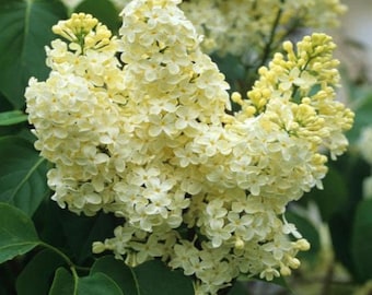 Monge French Lilac syringa Live Plant - Etsy