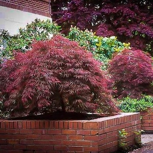 Outdoor & Gardening Dragon Tears Weeping Japanese Maple Live Plant 3 ...