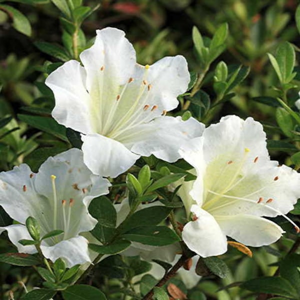 Dwarf Azalea Plant - Etsy