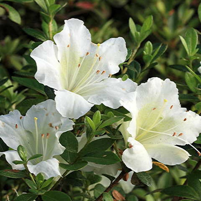 Azalea - Etsy