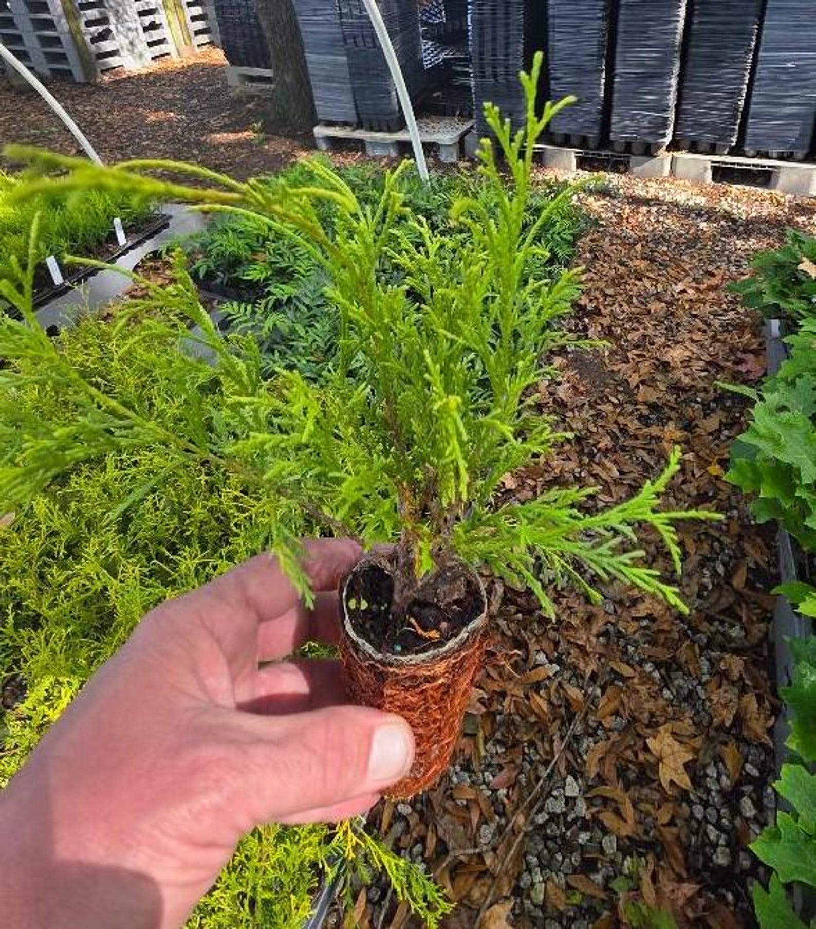 1 - Gold Mop Weeping Threadleaf Cypress - Starter Plant ( L7 ) ( 1 Live ...
